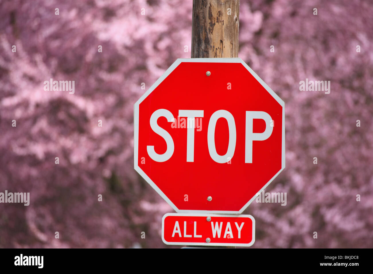 Purple Stop Sign
