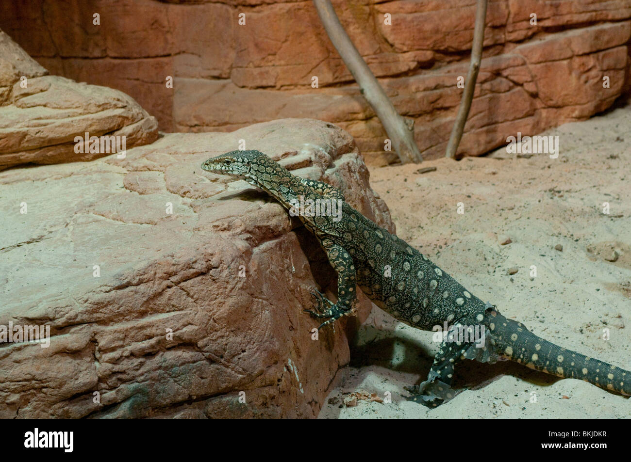Perentie, the largest lizard in Australia, Varanus giganteus, Sydney ...