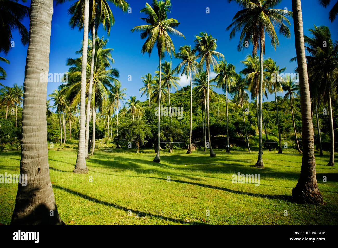 palm tree's in Asia Stock Photo - Alamy