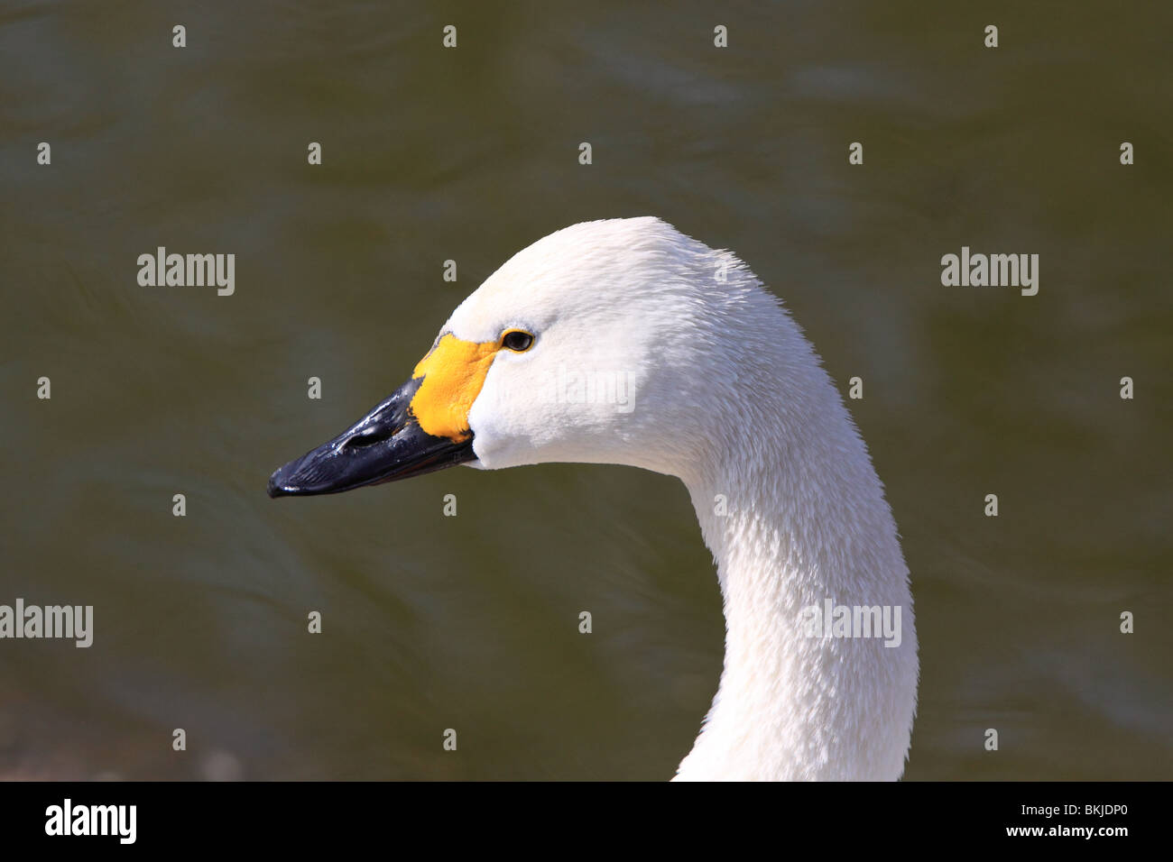 Berwick's swan hi-res stock photography and images - Alamy