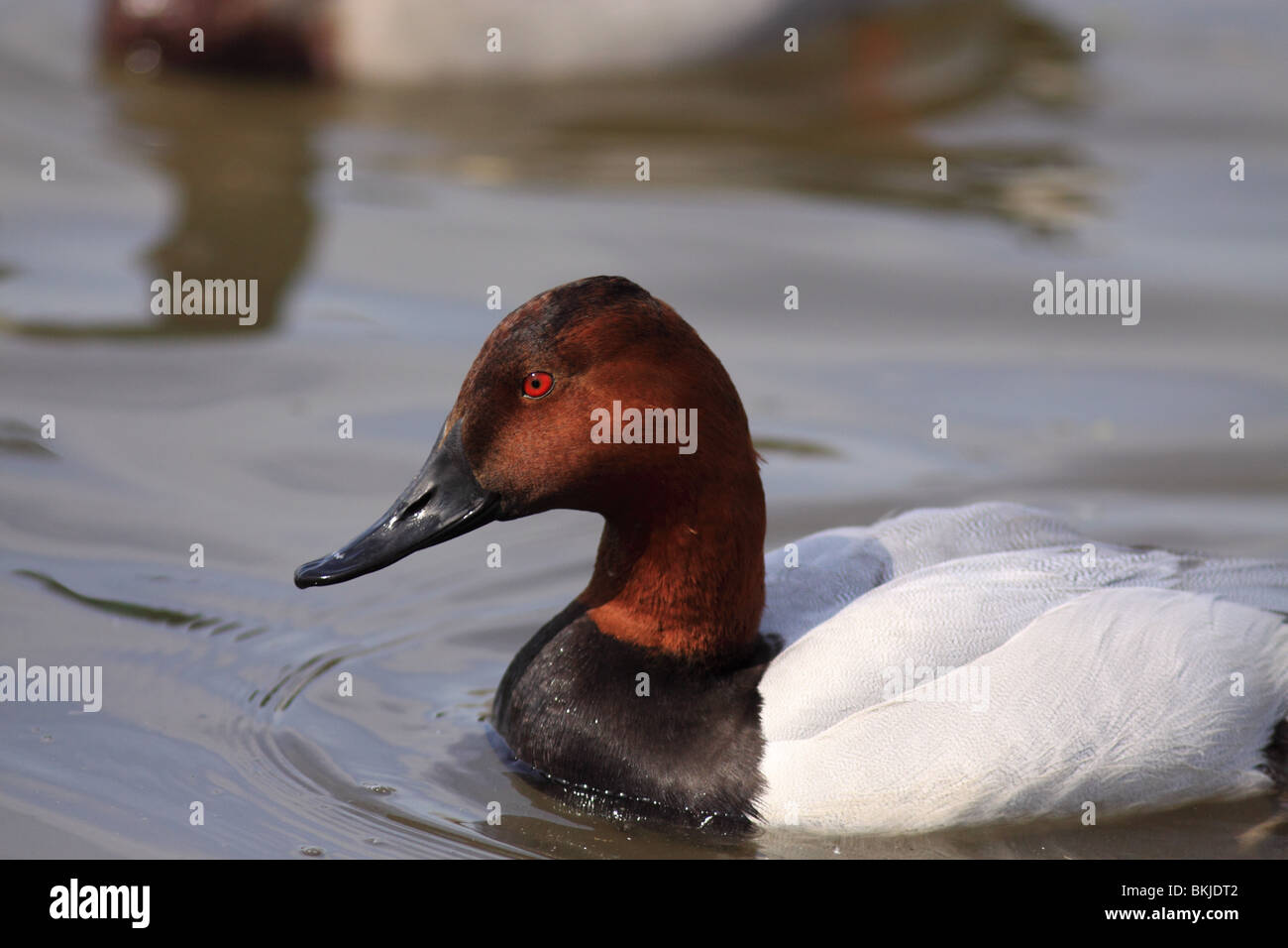 Canvasback duck hi-res stock photography and images - Alamy