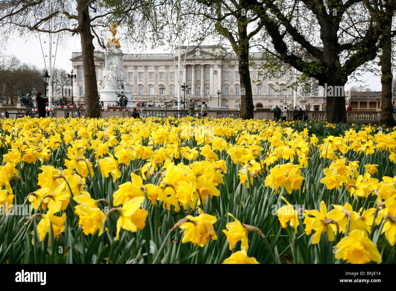 Spring daffodils buckingham palace hi-res stock photography and images ...