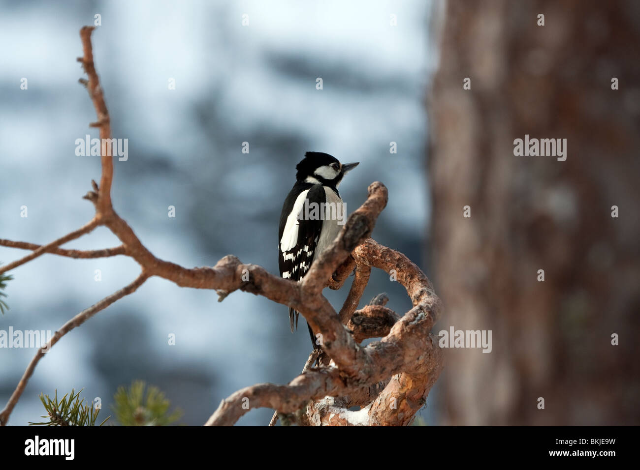 Bird woodbecker Stock Photo - Alamy