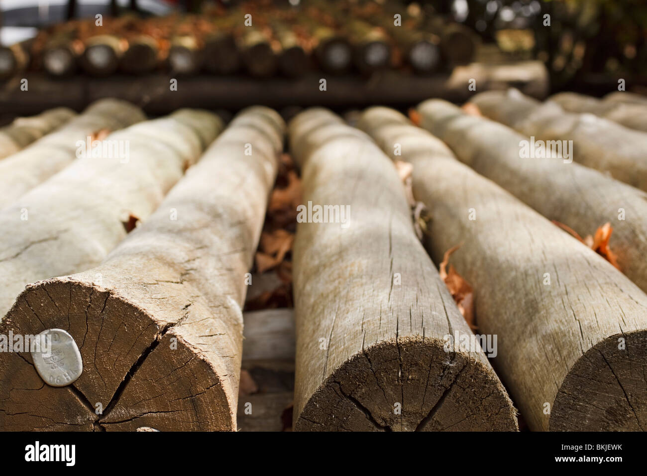 Timber is used to make poles hi-res stock photography and images - Alamy