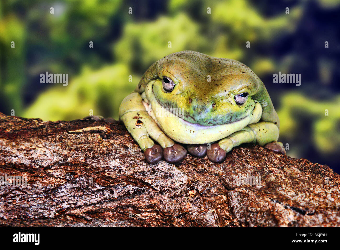 Papua new guinea tree frog hi-res stock photography and images - Alamy