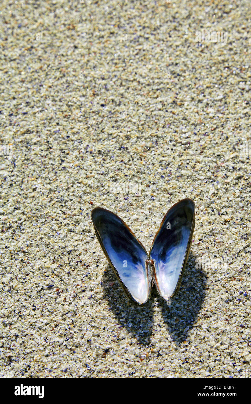 mussel shell on sandy beach Stock Photo - Alamy