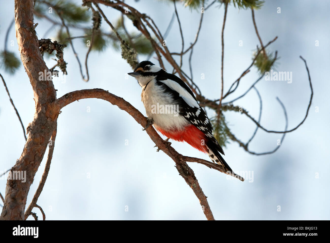 Bird woodbecker Stock Photo - Alamy