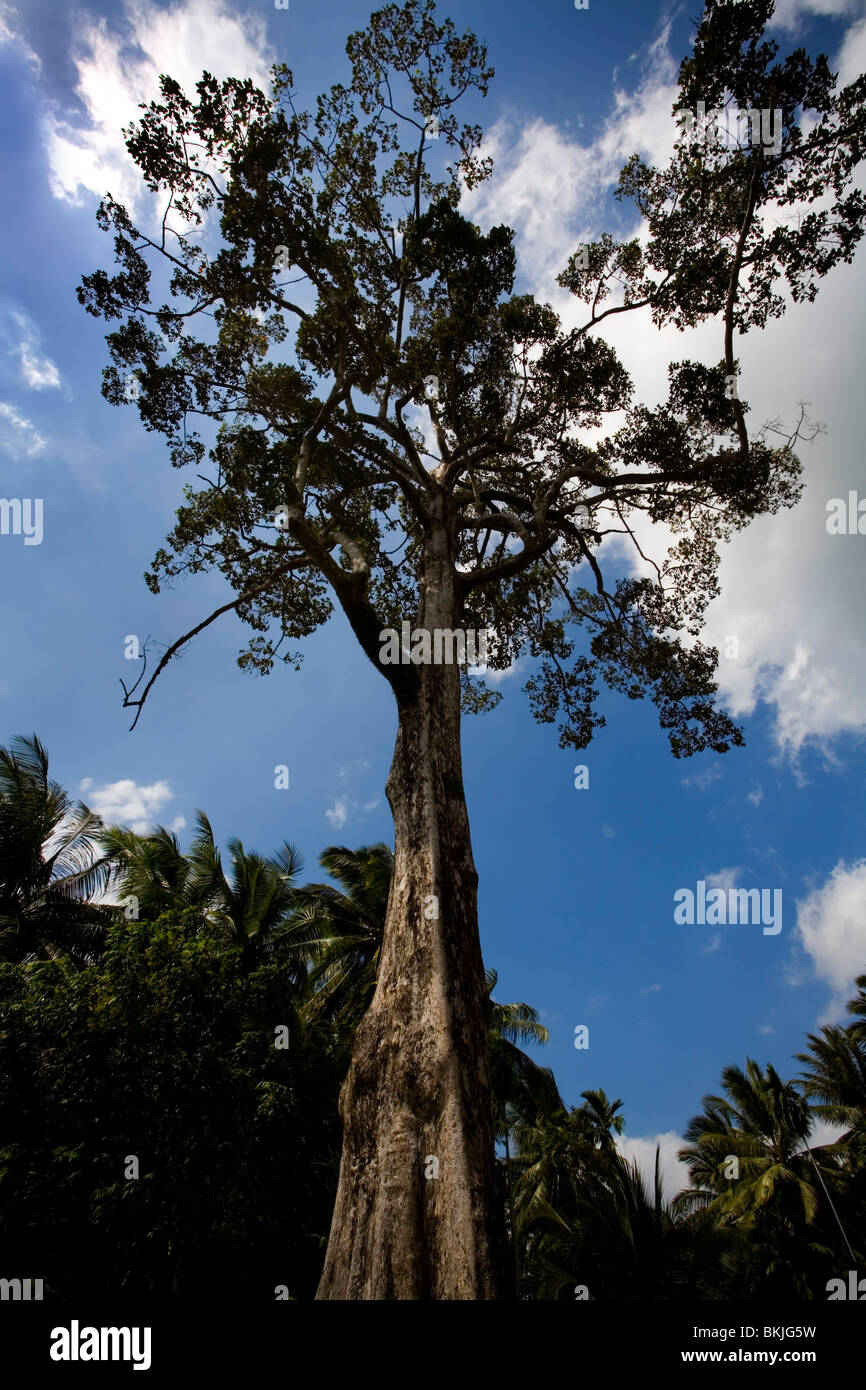 Top of a tall tree Stock Photo - Alamy