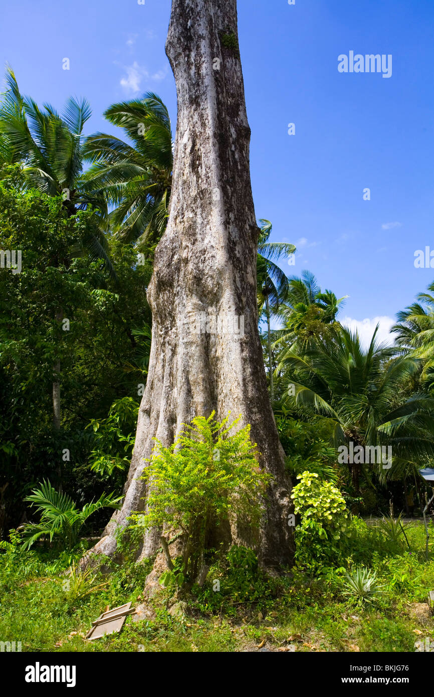 A shrub at the base of a large mature tree Stock Photo - Alamy