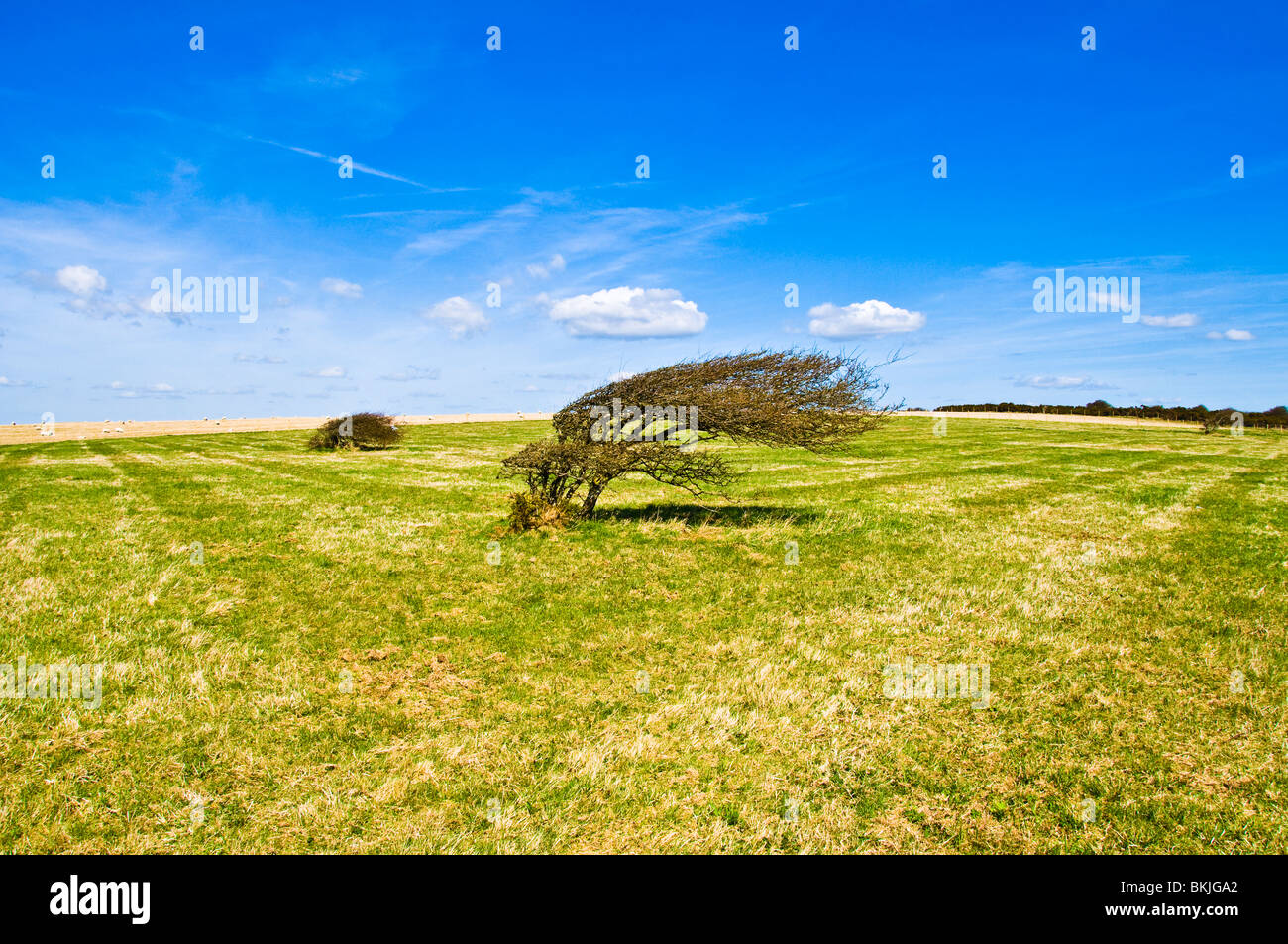 Landscape with bend tree hi-res stock photography and images - Alamy