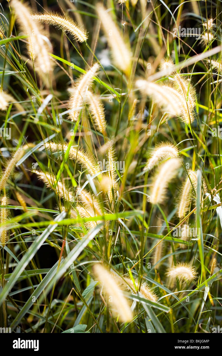 Long tall grass on a summers day Stock Photo - Alamy