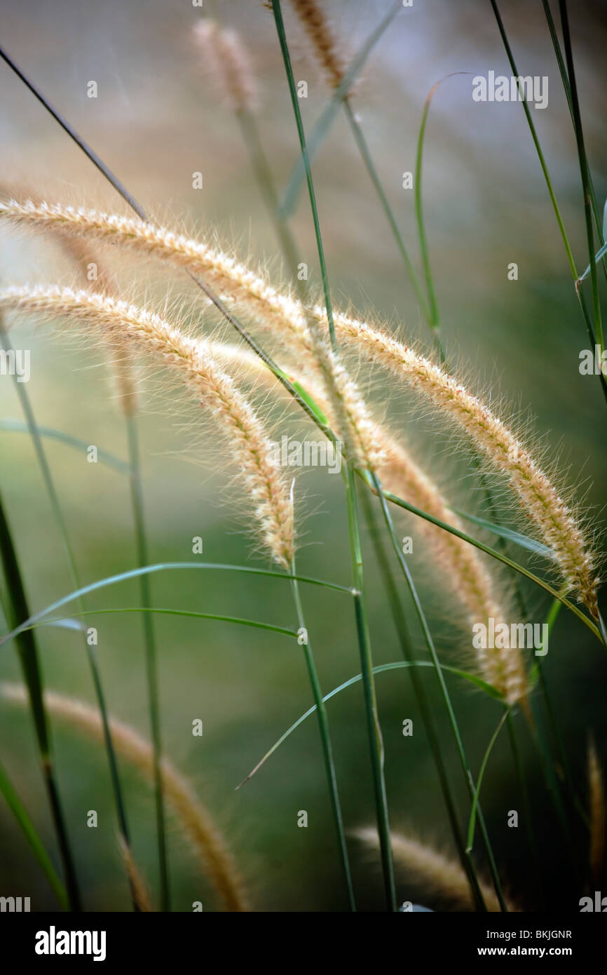 Tall long stalk hi-res stock photography and images - Alamy