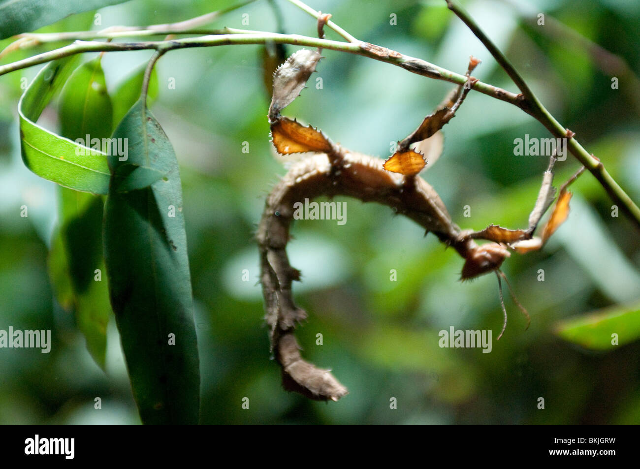 Spiny Leaf Insect High Resolution Stock Photography and Images - Alamy
