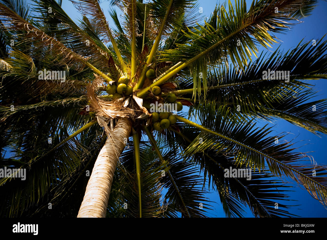 underside of a palm tree Stock Photo - Alamy