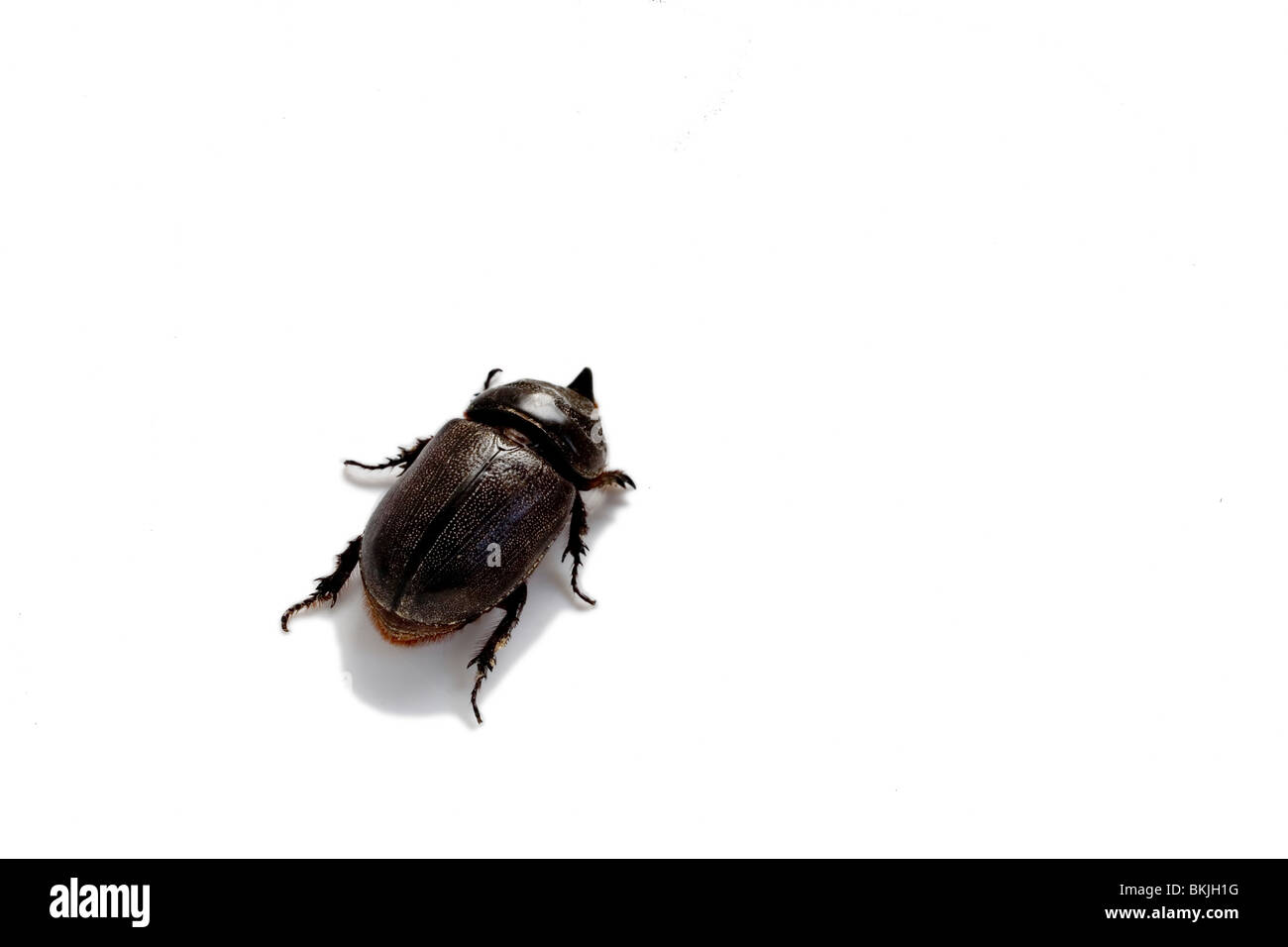 A Horned beetle Stock Photo - Alamy