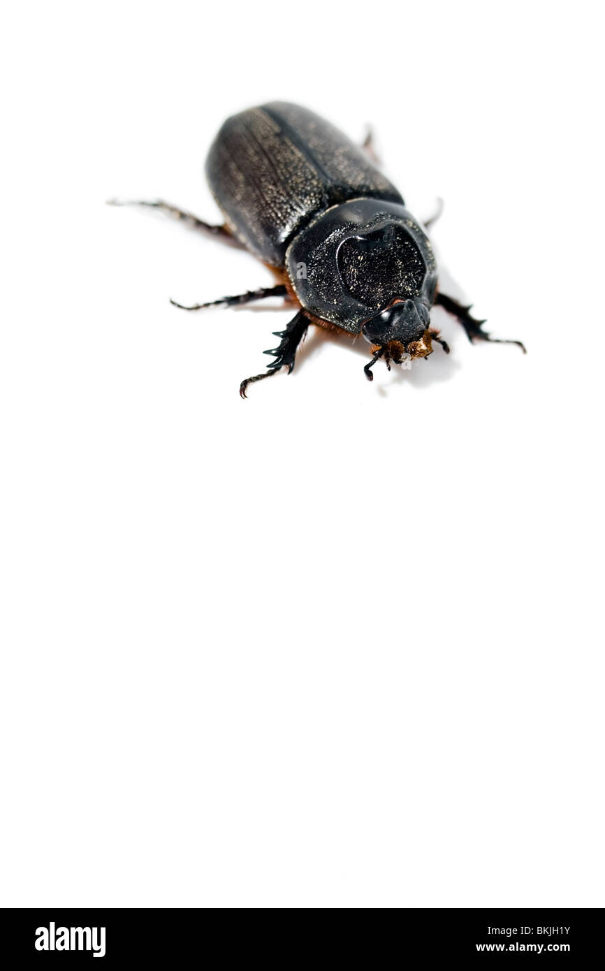Beetle with a horn hi-res stock photography and images - Alamy