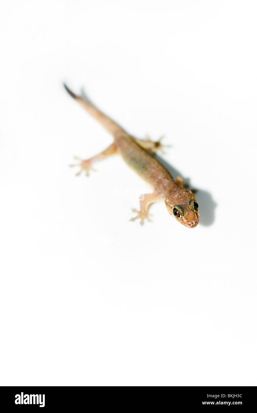Baby lizard isolated hi-res stock photography and images - Alamy