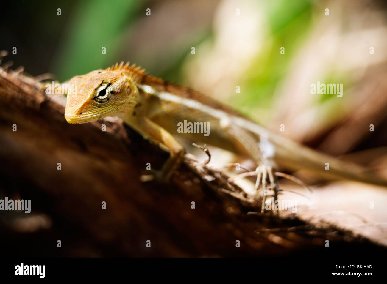 Ornamental garden lizard Stock Photo - Alamy