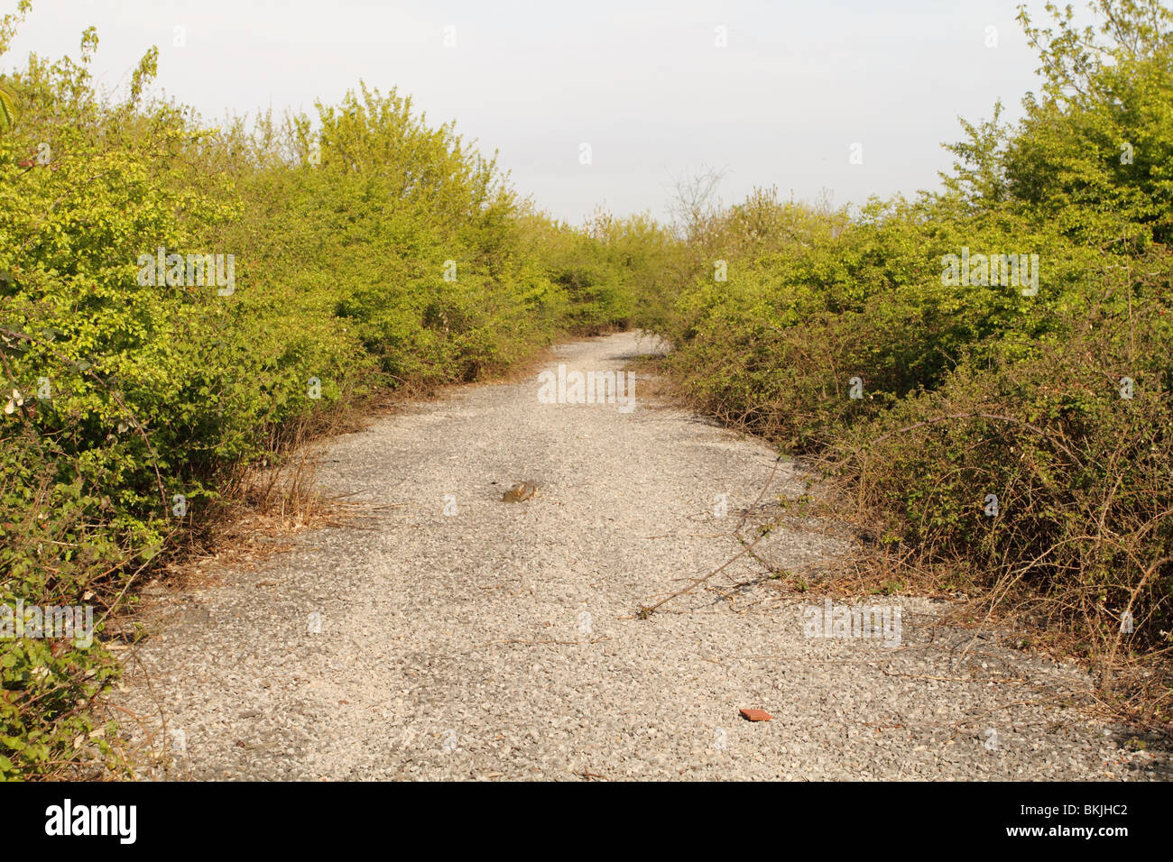 Overgrown rural lane Stock Photo - Alamy
