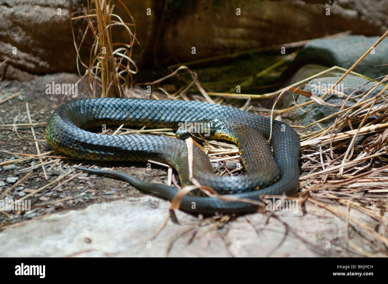 Tiger snake hi-res stock photography and images - Alamy