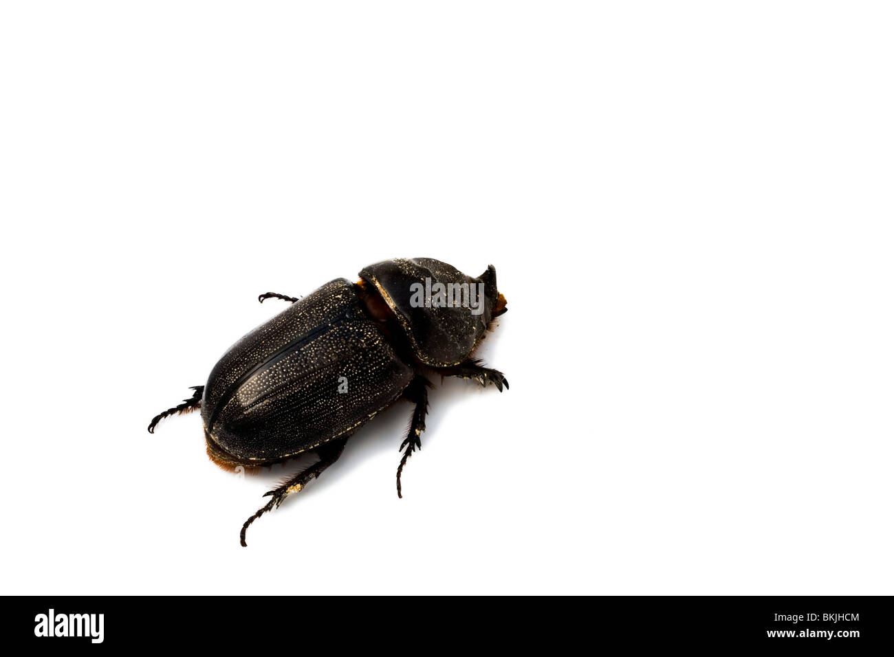 A Horned beetle Stock Photo - Alamy