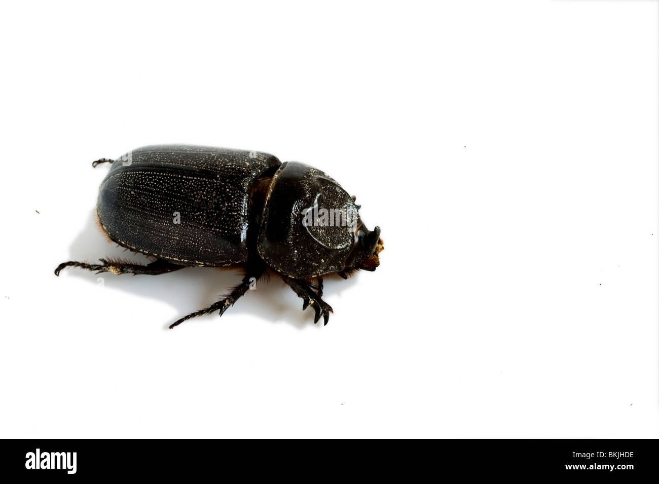 A Horned beetle Stock Photo - Alamy