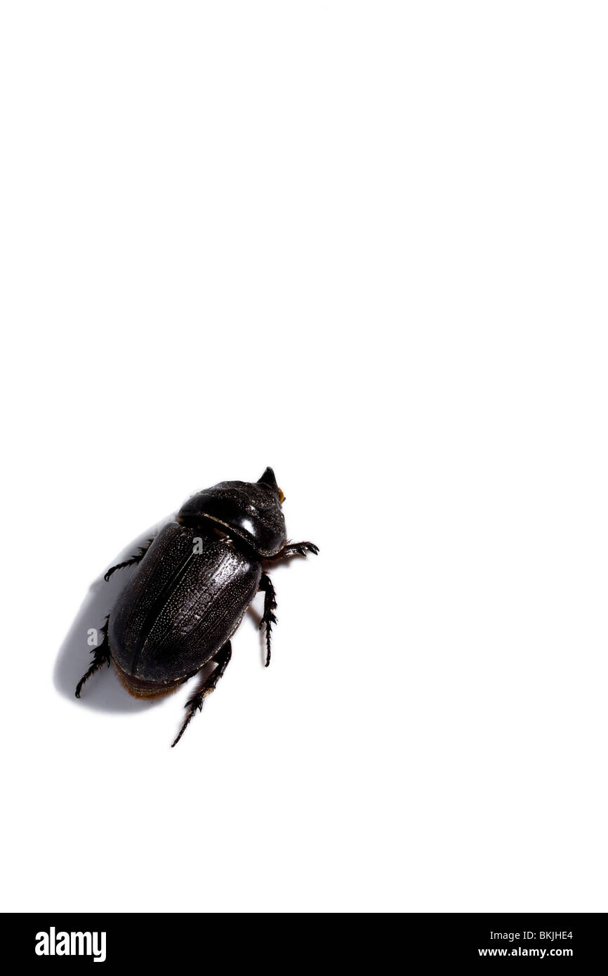 Beetle with horn hi-res stock photography and images - Alamy
