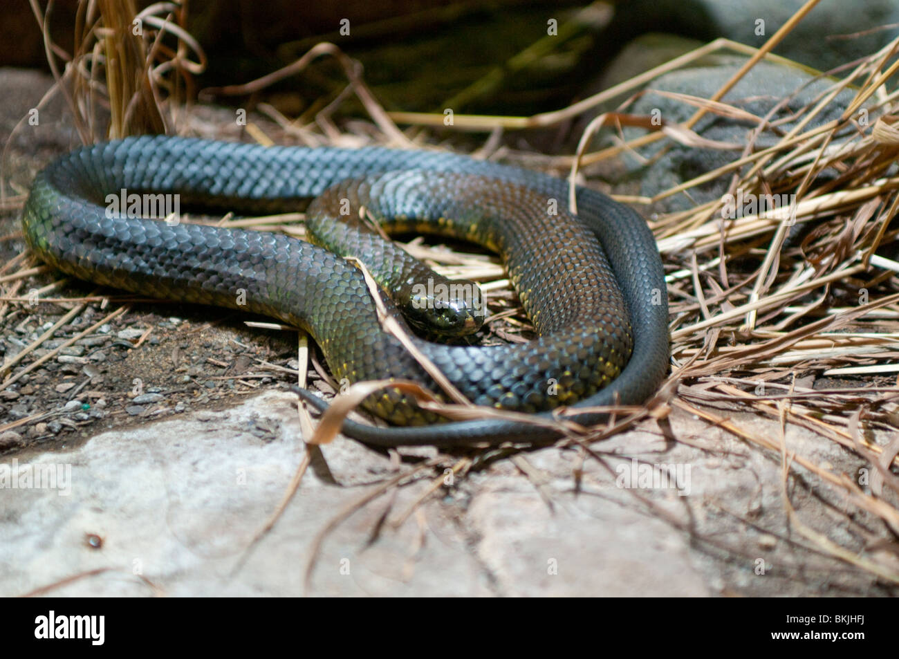 Tiger snake hi-res stock photography and images - Alamy