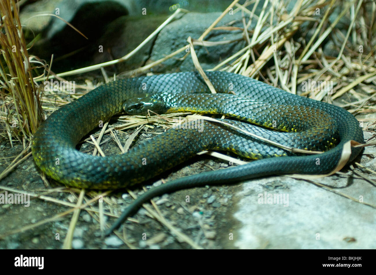 Tiger snake hi-res stock photography and images - Alamy