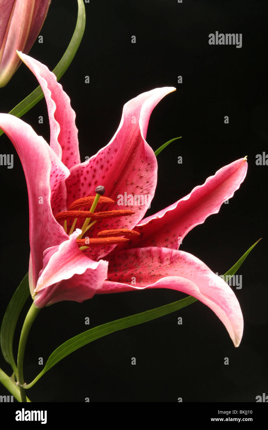 Night lily hi-res stock photography and images - Alamy