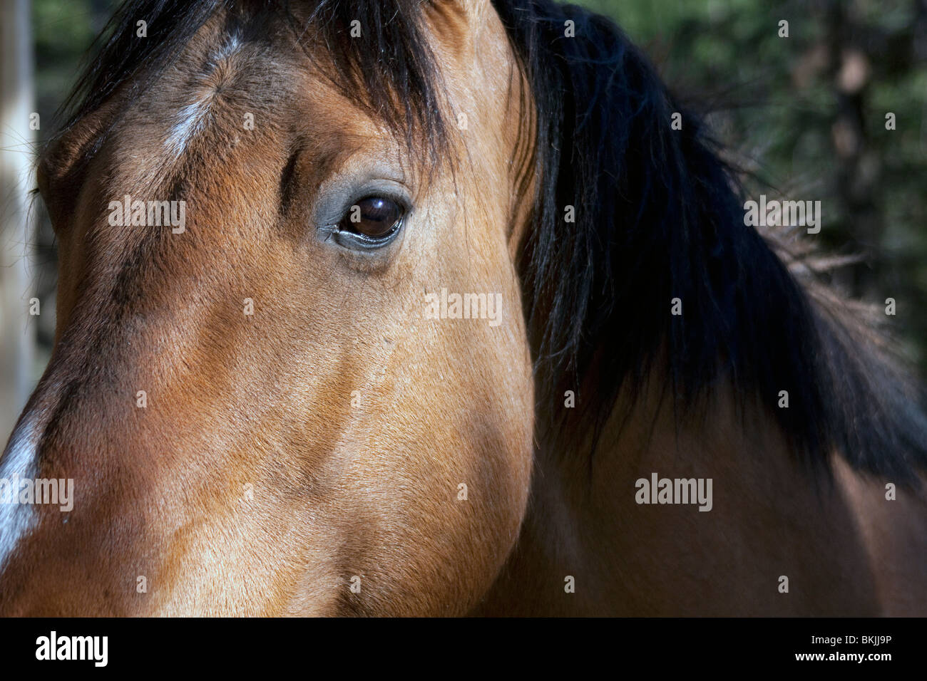 Horse face close up hi-res stock photography and images - Alamy