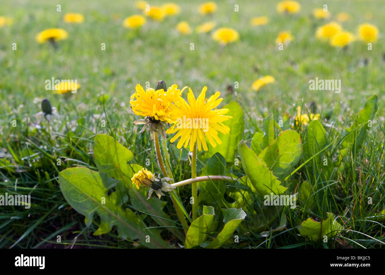 YELLOW DANDELIONS WILD FLOWERS IN SUNLIGHT SOFT FOCUS Stock Photo - Alamy