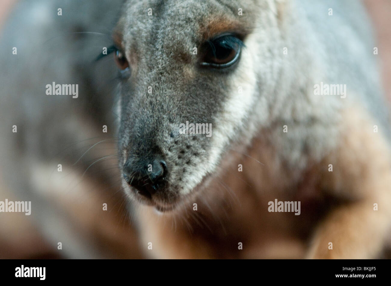 Yellow-footed rock wallaby, Petrogale xanthopus, Sydney Wildlife World ...