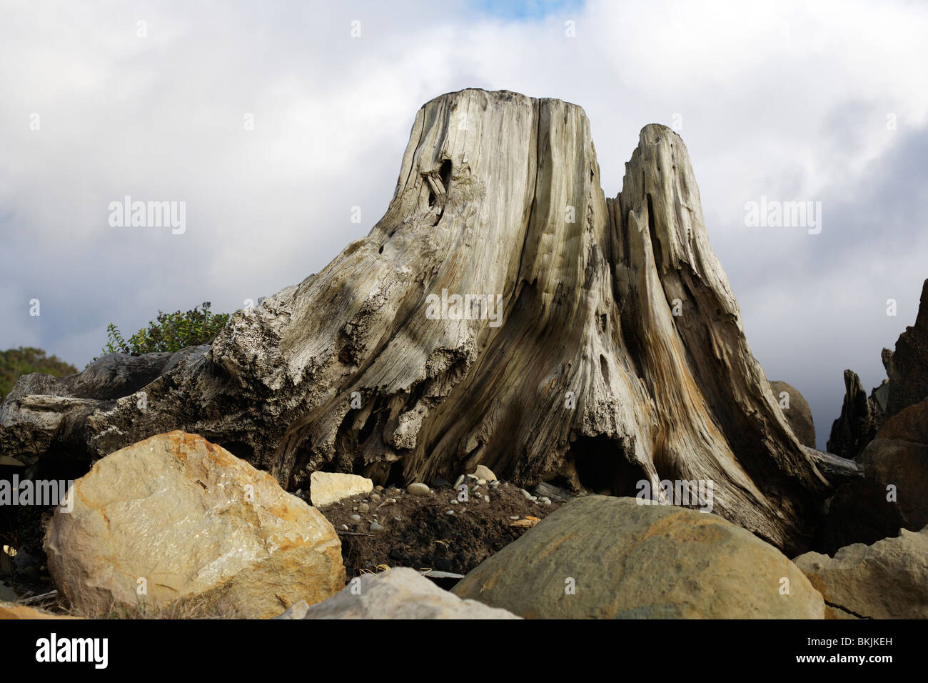 Tree stump on a beach Stock Photo - Alamy