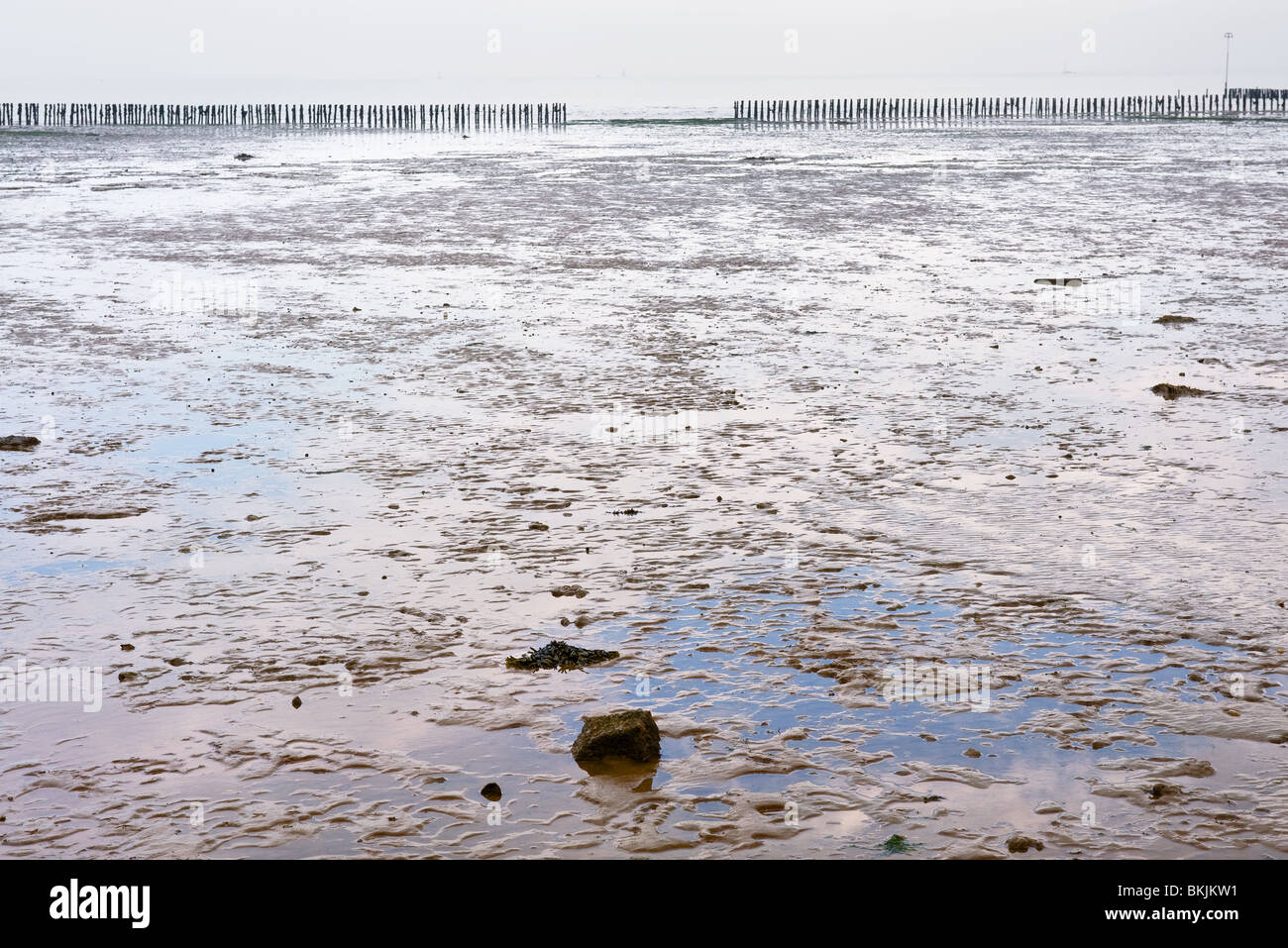 Low tide at East Mersea in Essex. Photo by Gordon Scammell Stock Photo ...