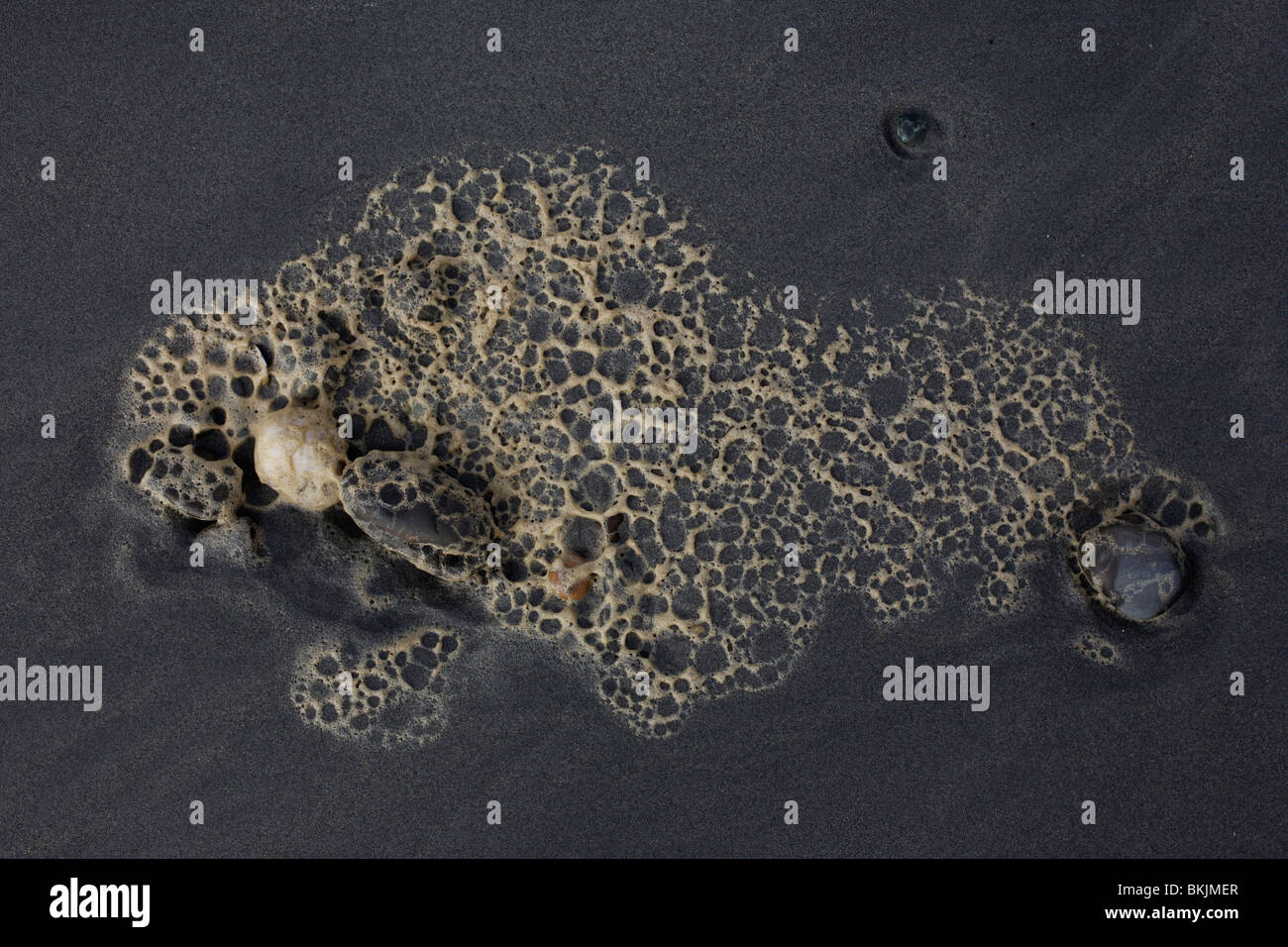 Yellow finn hi-res stock photography and images - Alamy