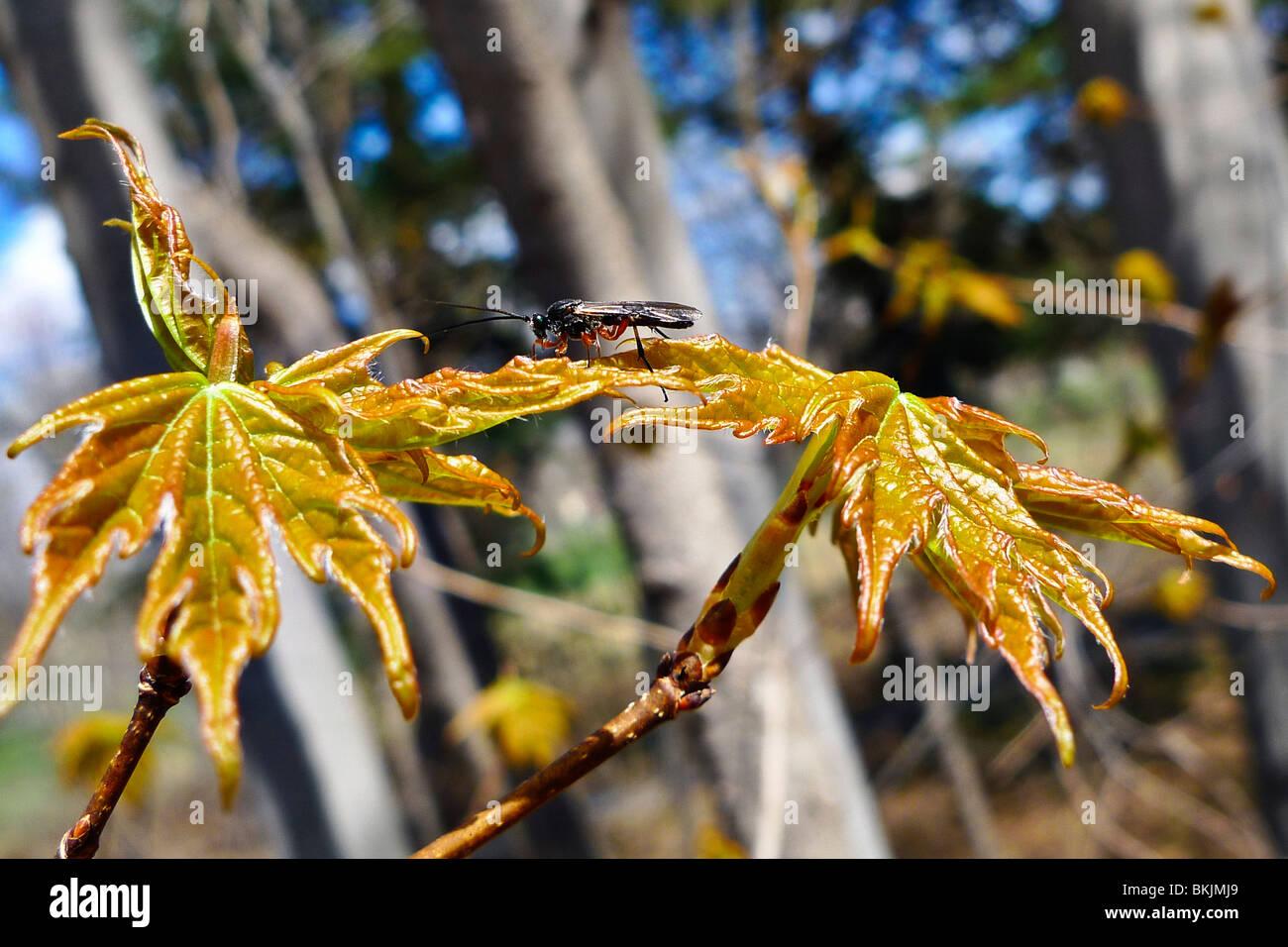 Spring insect hi-res stock photography and images - Alamy
