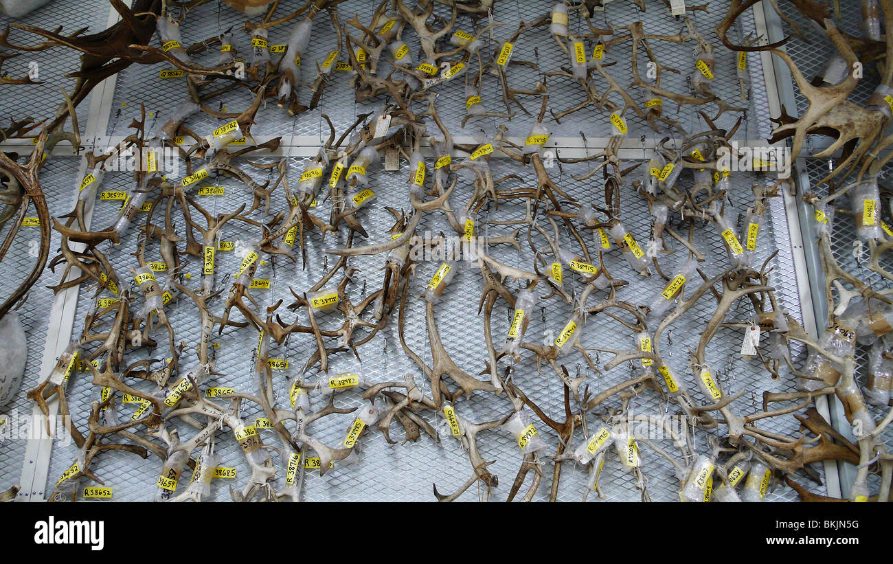 Collection of antlers archived and on display at nature museum Stock ...