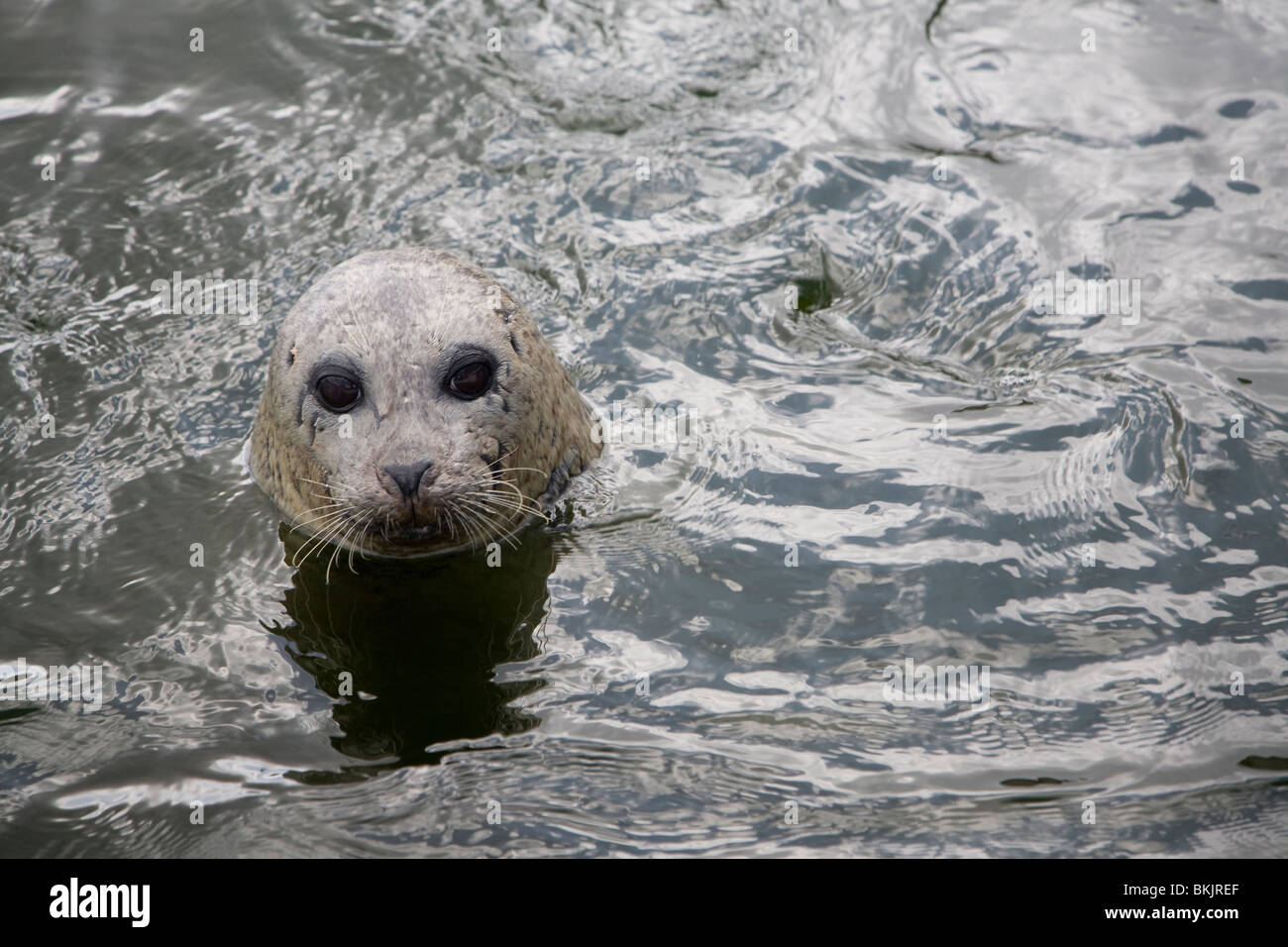 Grey Seal at Ecomare animal sanctuary, Texel, Netherlands Stock Photo ...