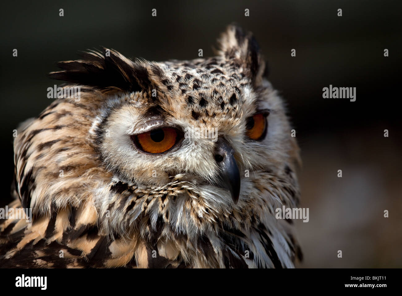 A profile view of an Eagle Owl Stock Photo - Alamy