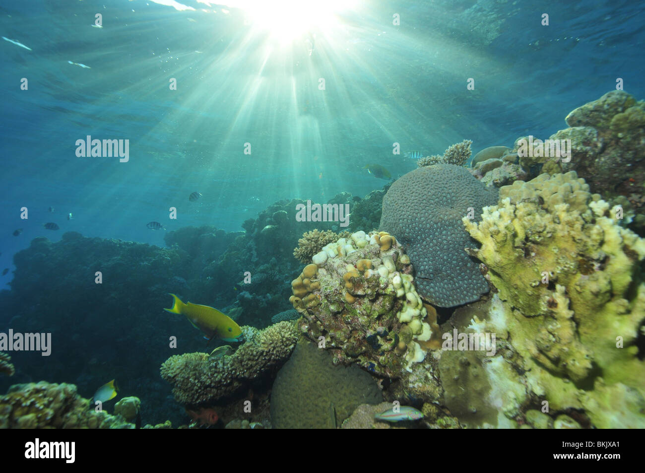 Israel, Eilat, Red Sea, – Underwater photograph of a Coral reef fish a ...