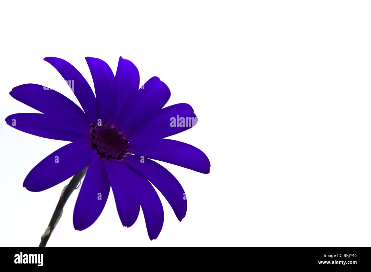 deep blue senetti flower isolated on white Stock Photo - Alamy