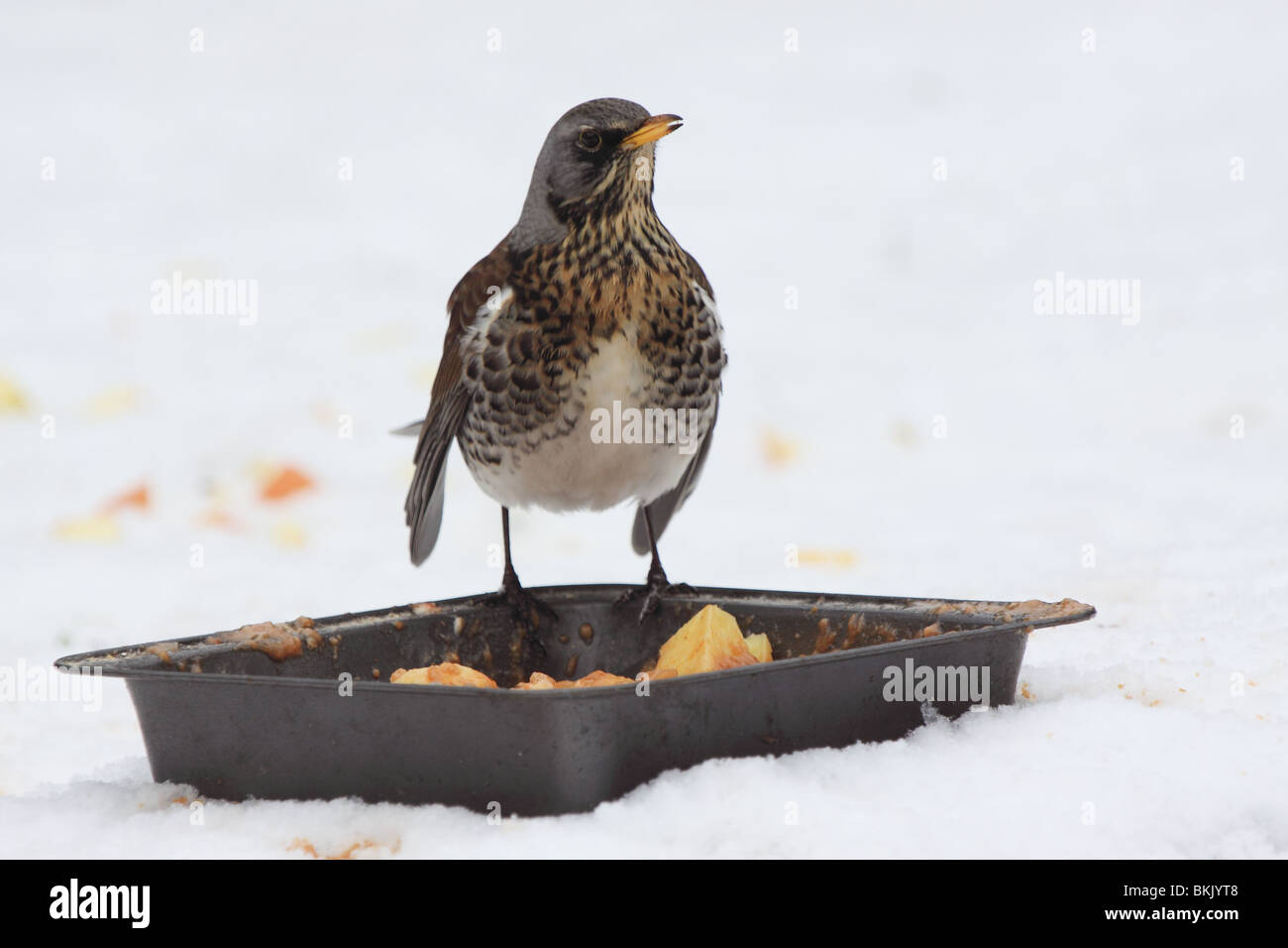 Fieldfare Turdus pilaris feeding from tray of fruit in snow.Cornwall.U ...
