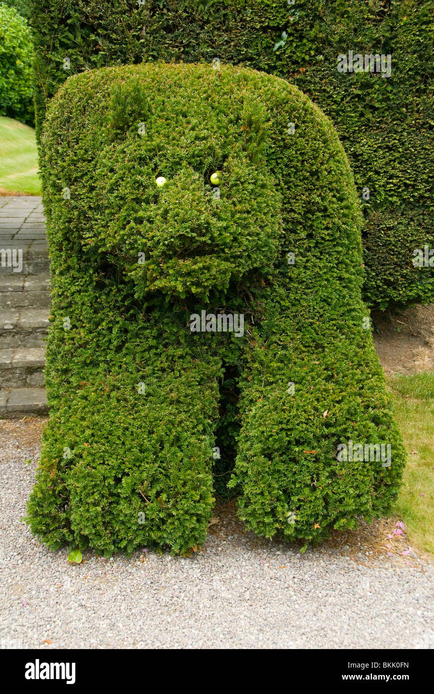 Topiary bear at Lisselan Gardens, County Cork, Ireland Stock Photo - Alamy