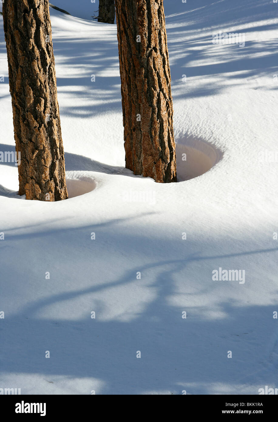 Tree trunks in a snow drift Stock Photo - Alamy