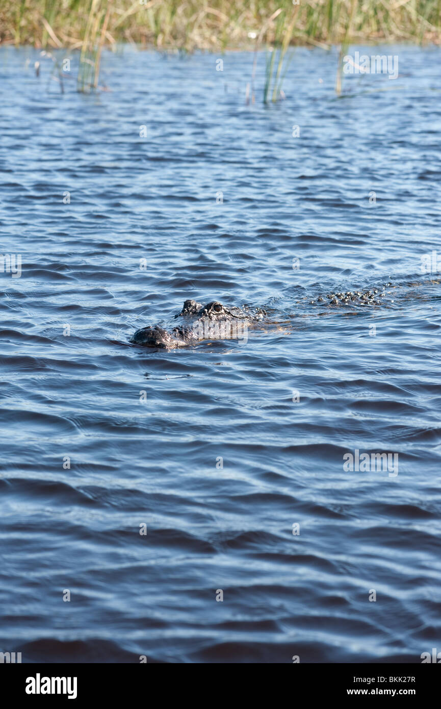 Florida alligator beach hi-res stock photography and images - Alamy