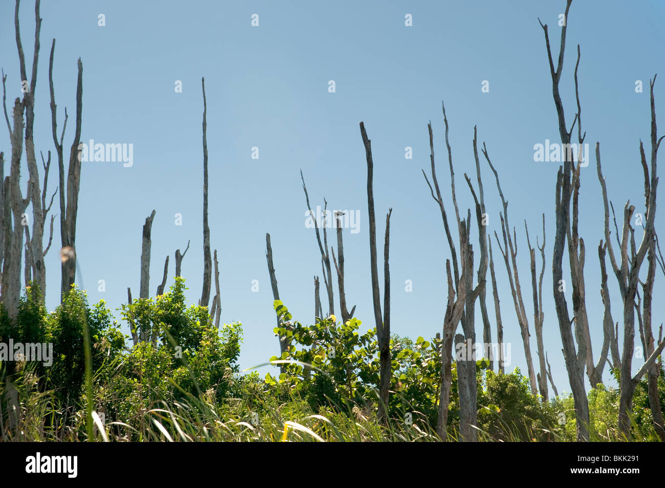 Dead trees located in everglades in the state of Florida, USA Stock ...