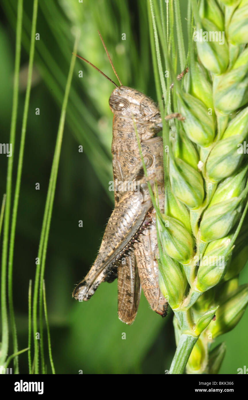 grasshopper in a wheat fields Stock Photo - Alamy