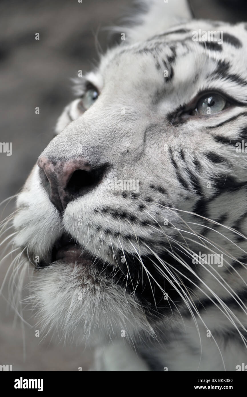 White tigress, close-up portrait Stock Photo - Alamy