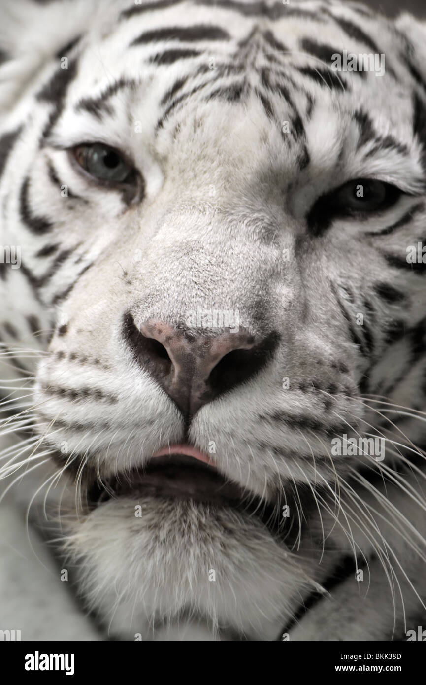 White tigress, close-up portrait Stock Photo - Alamy White tigress, close-up portrait Stock Photo - Alamy